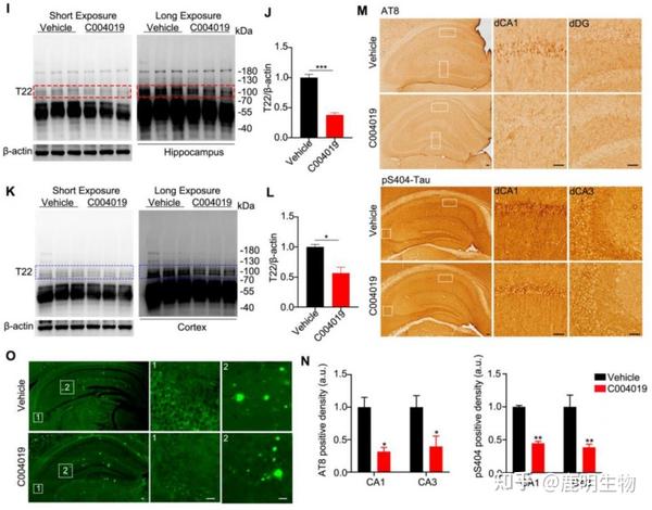 PROTAC降解组学促进tau清除改善阿尔茨海默病样模型中的认知功能 - 知乎