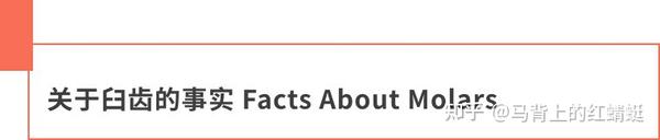 【科普】马牙齿的命名系统-Triadan Tooth Numbering System - 知乎