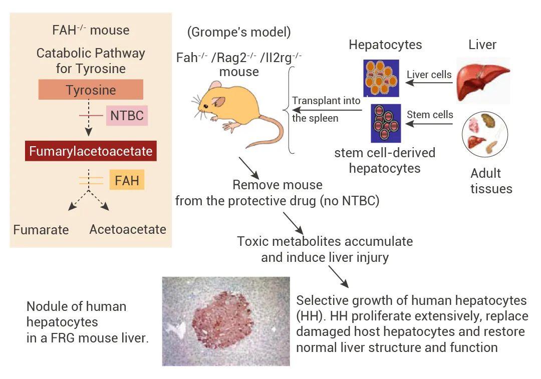 深度解析肿瘤模型 (二)|MedChemExpress - 知乎