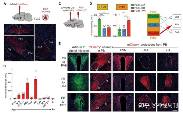 外周炎症，大脑及时响应！科学家揭示调控伤害性全身炎症反应的神经环路 - 知乎