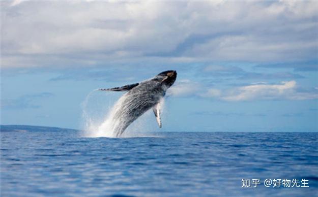 发现澳洲 | 澳洲黄金海岸攻略：观鲸 - 知乎