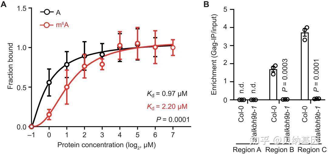 Science Advances详解｜深入解析m6A RNA去甲基化酶促进热激下逆转座子转座机制 - 知乎
