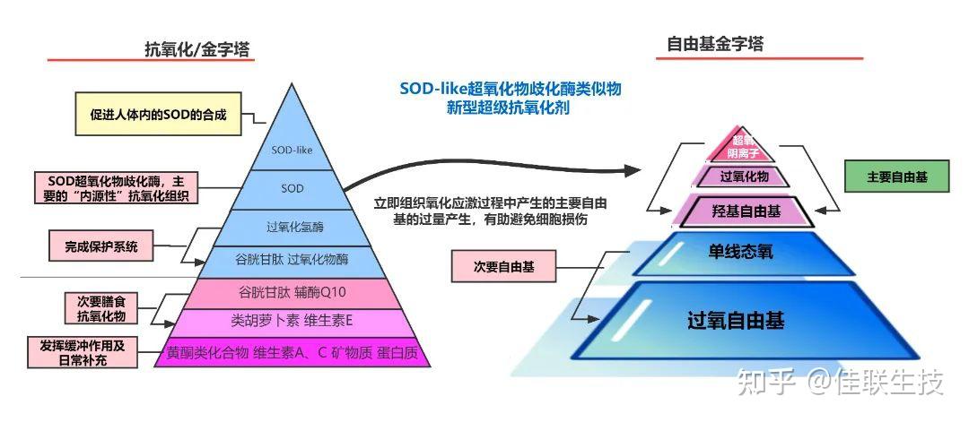 SOD | 保持年轻健康的活力之源！ - 知乎