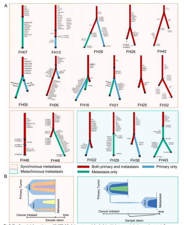 TOP期刊首次揭示FH-RCC转移病灶的基因组、表观基因组和转录组特征 - 知乎