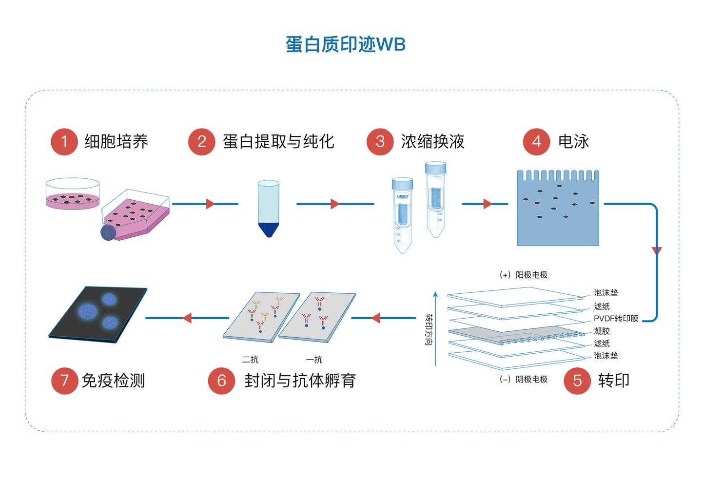 Western Blot免疫印迹的原理及实验方法 - 知乎