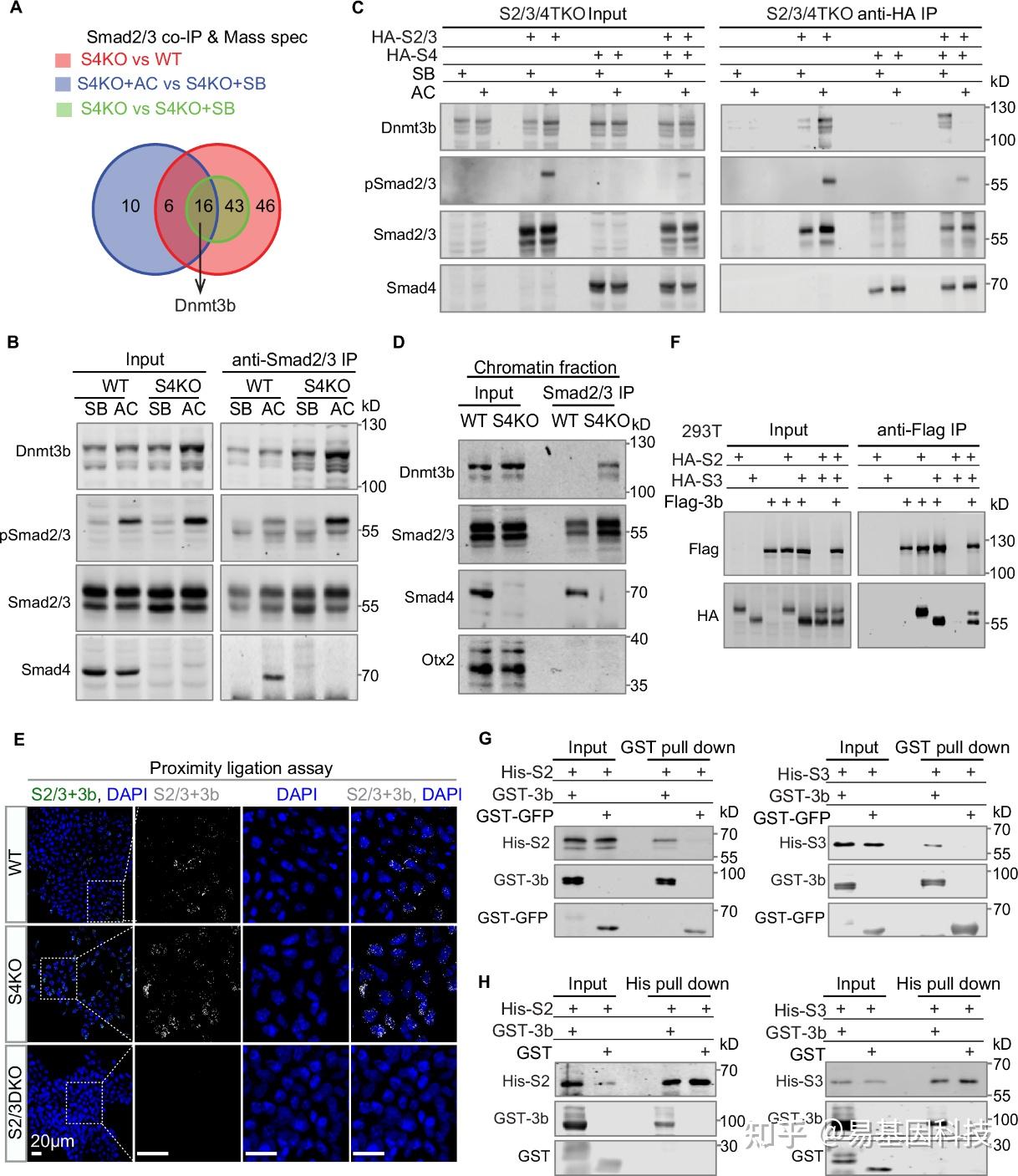 易基因：上海交大王琼团队揭示TGFβ-Smad信号通路和DNA甲基化在调控胚胎干细胞命运中的作用｜NC - 知乎