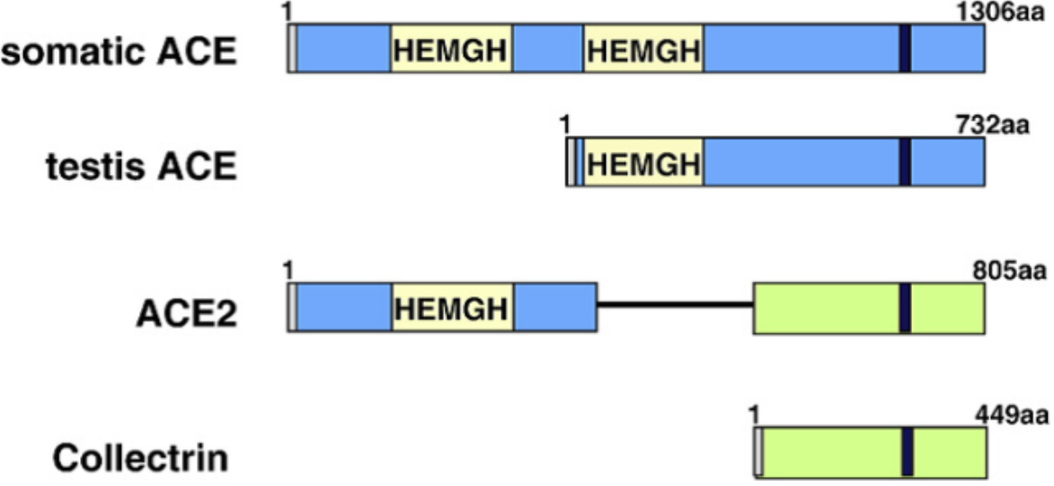 血管紧张素转换酶2（ACE2） - 知乎