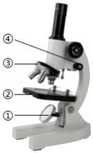 显微镜的结构和使用 - 知乎