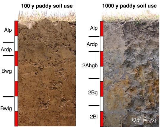 水稻土生物地球化学 - 知乎