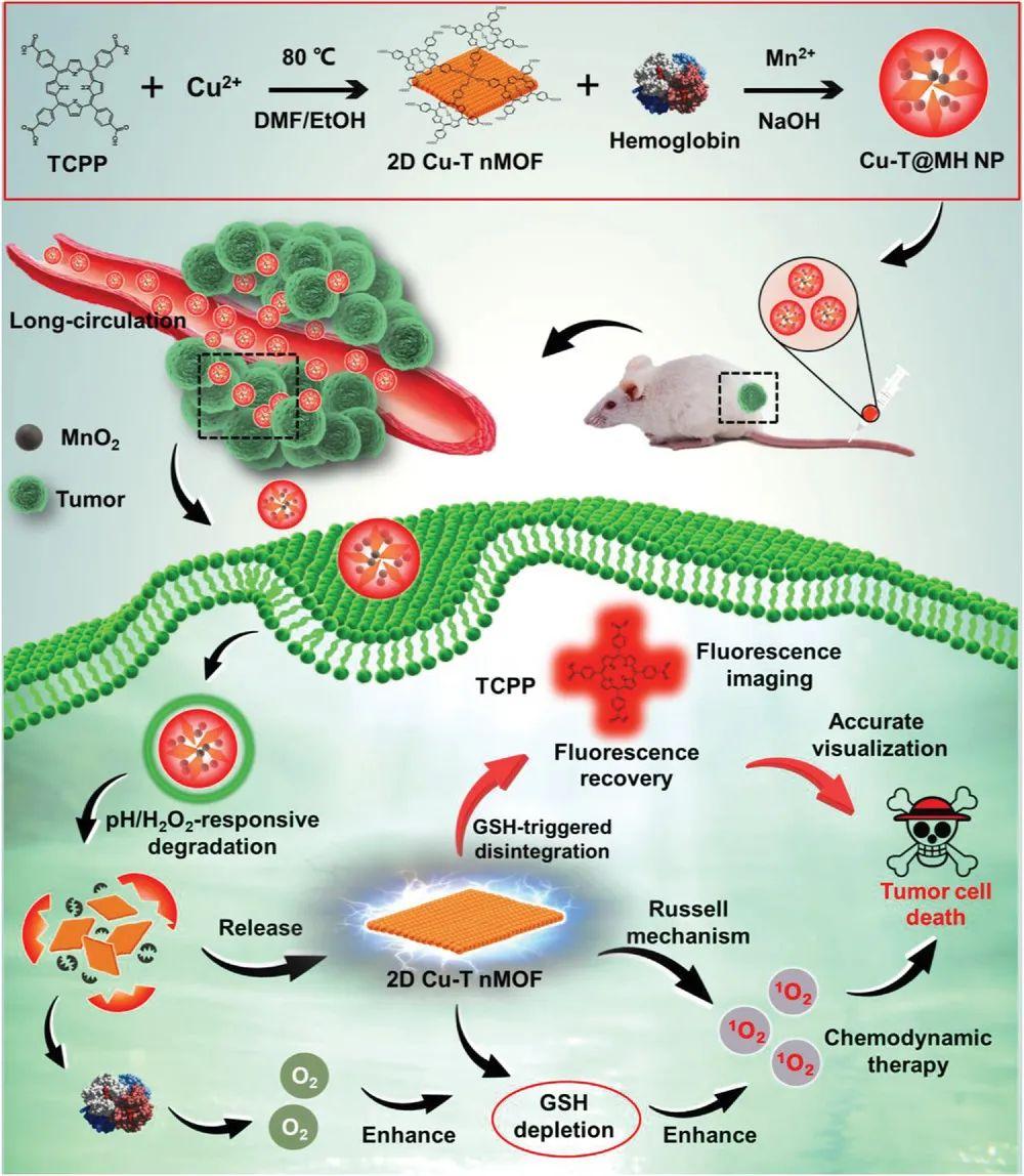 【Small Methods】用于增强癌症化学动力学治疗的具有同时O2自供和GSH耗竭特征的长循环治疗诊断二维金属有机框架 - 知乎