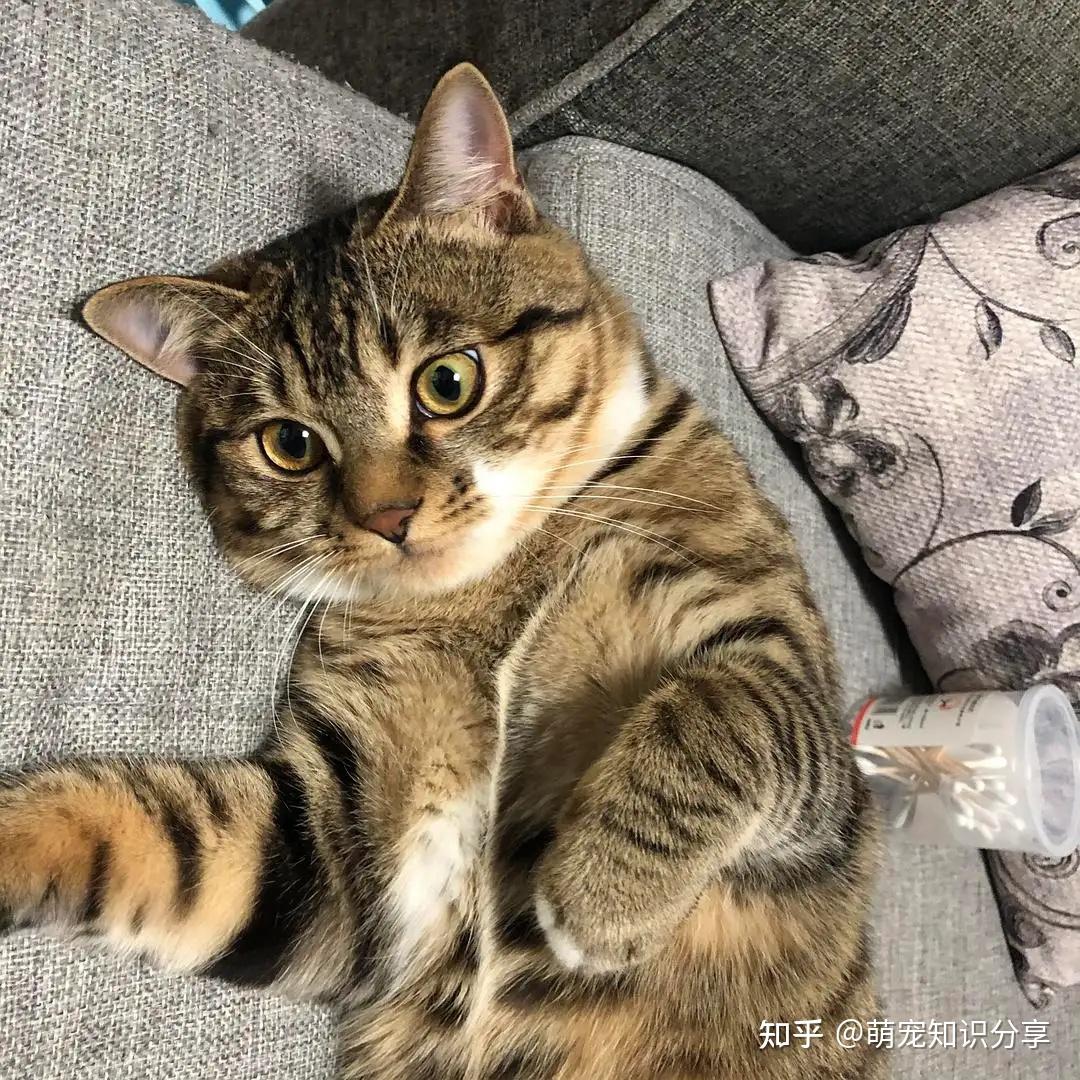 狸花猫的优点缺点 你都知道那些？ - 知乎