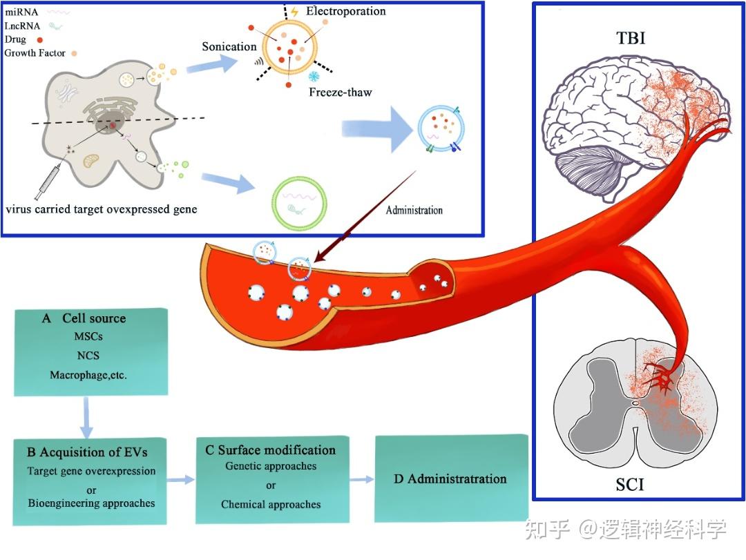 Mol Neurobiol 综述︱温州医科大学倪文飞/周凯亮团队关注细胞外囊泡在治疗中枢神经系统创伤中的重要作用 - 知乎