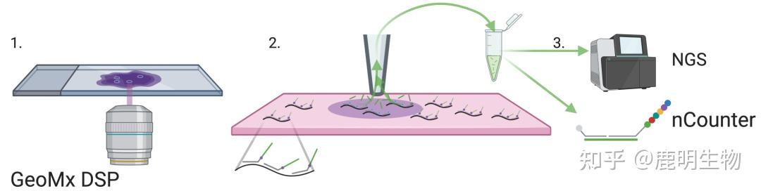 空间转录组技术发展历程大揭秘 - 知乎