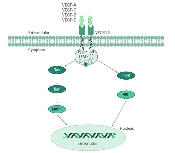 【靶点科普】为什么联合用药喜欢用VEGF+VEGFR？ - 知乎