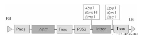 RNAi的原理和载体构建 - 知乎