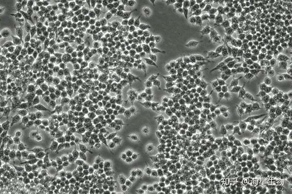 细胞技术讨论——RAW264.7的基因敲除心得 - 知乎