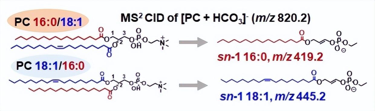 交叉技术创新 | DESI实现PC sn异构体成像 - 知乎