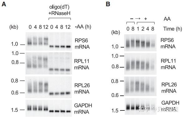 Poly(A)尾研究文献解读｜TOP mRNA poly(A)尾长和核糖体装载的mTOR和LARP1依赖性调节 - 知乎