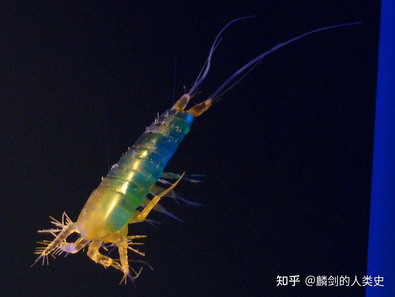 【动物界全系列】猛水蚤目—异足猛水蚤科 - 知乎