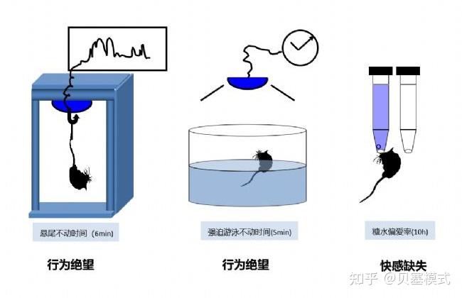 动物行为学糖水偏好实验（Sucrose Preference Test，SPT） - 知乎