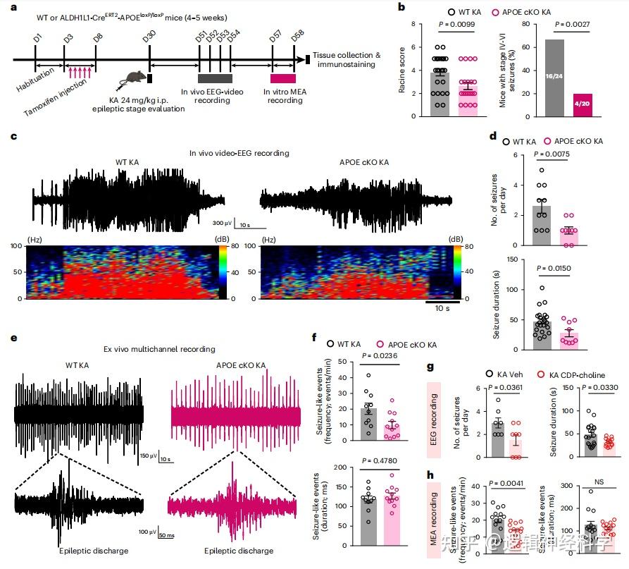 专家点评 Nat Neurosci︱突破！南京大学闫超团队揭示脂质堆积的反应性星形胶质细胞促进癫痫疾病进展 - 知乎