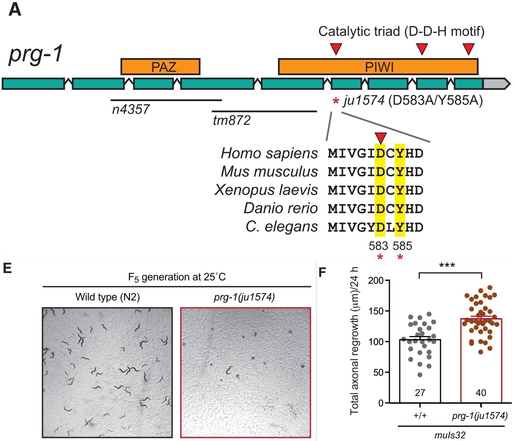 RNA干扰（一）——mi-！si-！pi-！ - 知乎