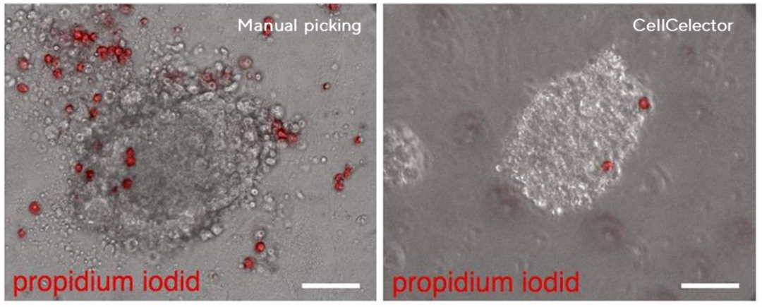 提高存活率：干细胞克隆筛选及分离新方案 - 知乎