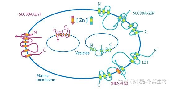 SLC39A6：锌离子转运蛋白，抗体偶联药物ADC新晋靶点！ - 知乎
