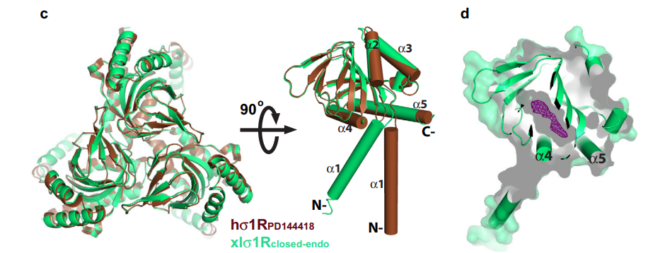 Nat Commun︱周小明/孙子宜团队根据Sigma-1受体开放式构象揭示其配体进入途径的分子机制 - 知乎
