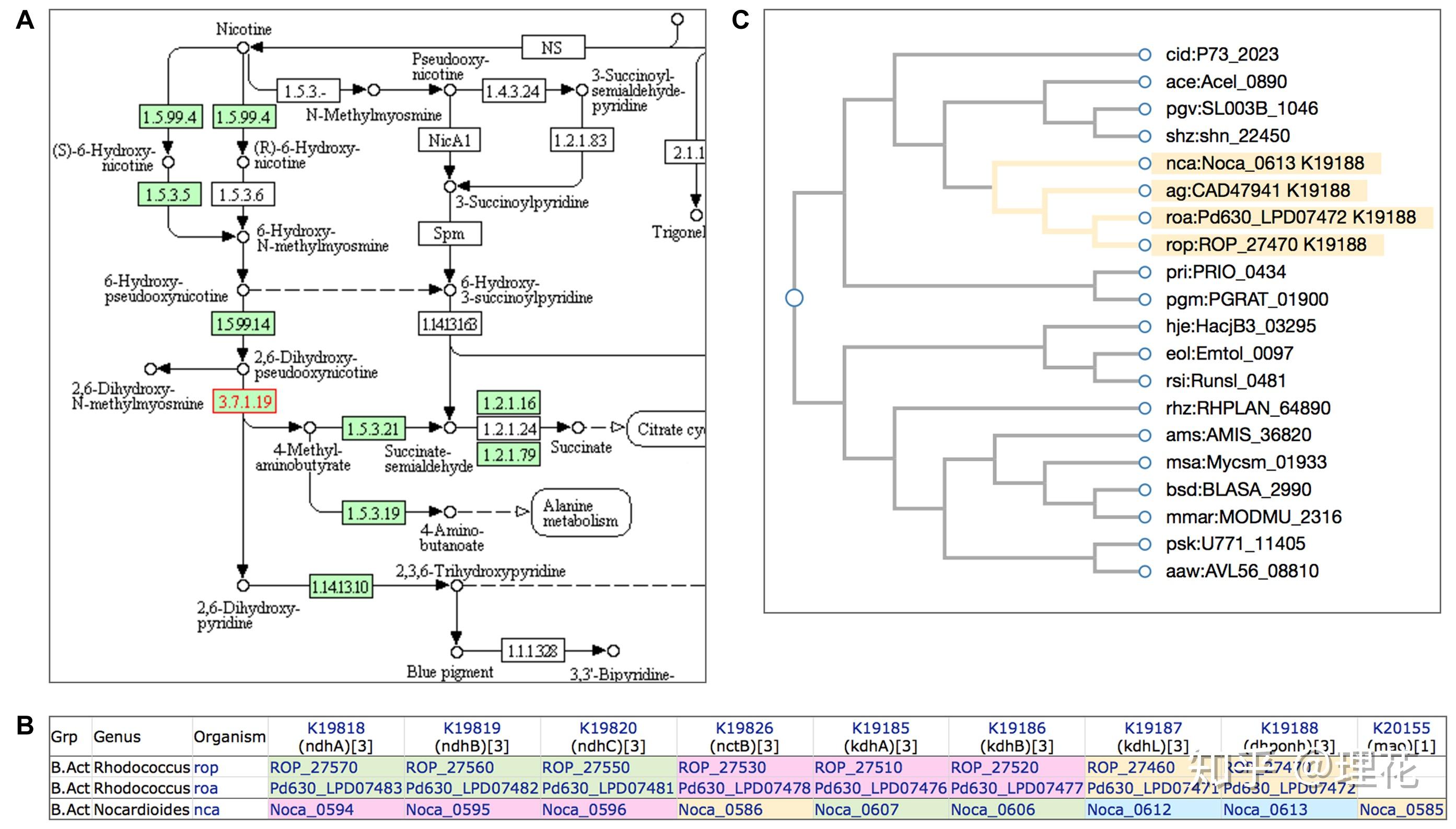 KEGG数据库学习笔记 - 知乎