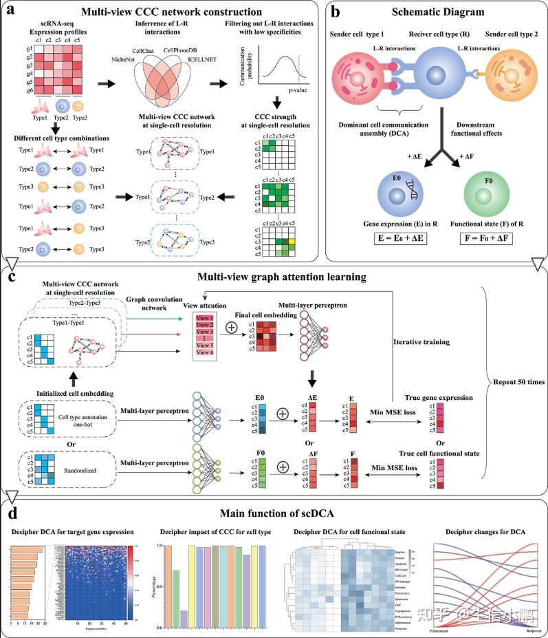 BIB | 深度学习赋能细胞通讯解析：除了CellPhoneDB，还可以用scDCA - 知乎
