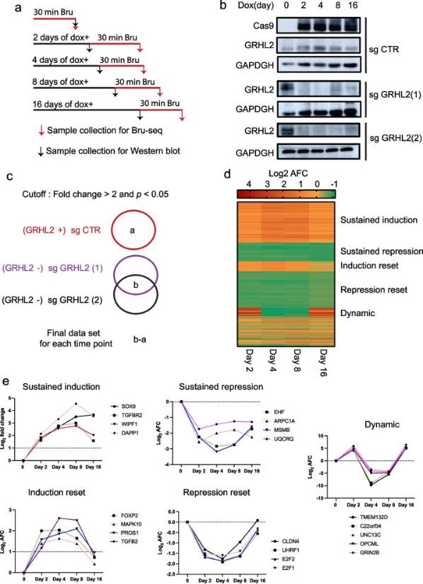Cell Commun Signal｜ChIP-seq和Bru-seq揭示转录因子GRHL2在管腔型乳腺癌中的调控网络 - 知乎