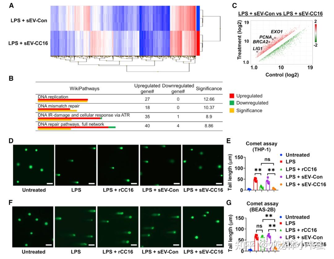 文献分享【Mol. Ther.】外泌体装载CC16蛋白治疗肺急性炎症反应 - 知乎