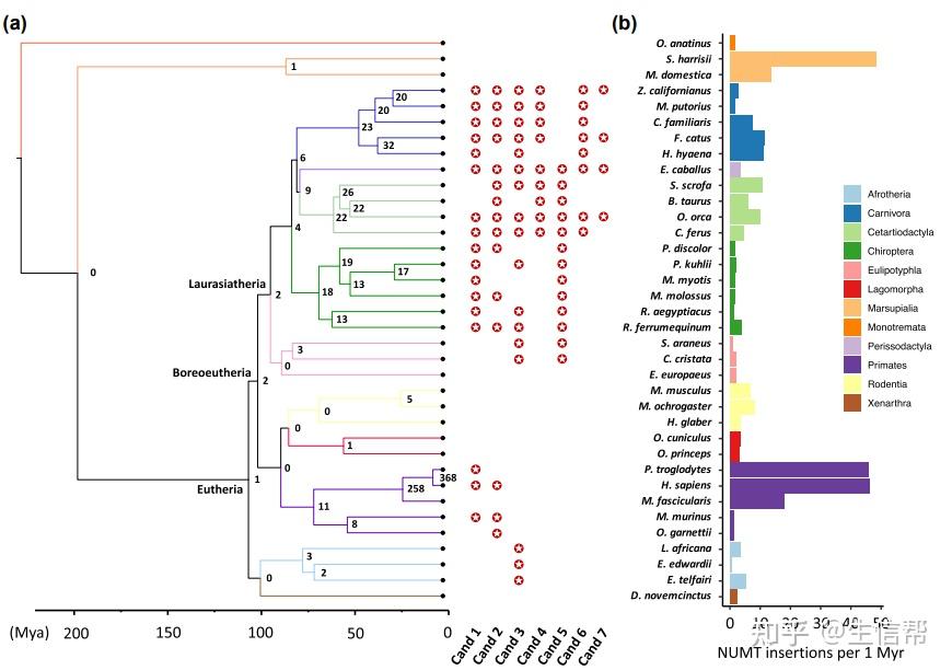 MBE｜比较基因组微合成揭示了哺乳动物中核线粒体片段（NUMTs）的快速进化(详细解读) - 知乎