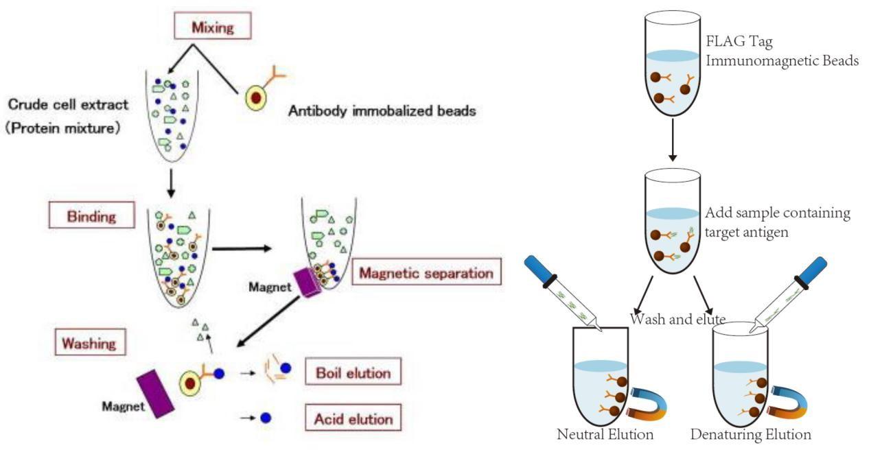 蛋白互作之免疫共沉淀co-IP实验原理及步骤 - 知乎