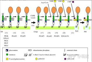 糖基磷脂酰肌醇化蛋白（GPI锚定蛋白） - 知乎