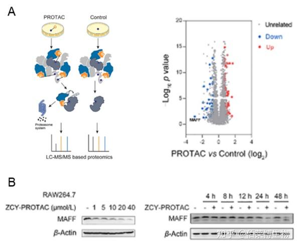 化合物靶点鉴定：基于PROTAC技术的“靶向降解组学”鉴定中药成分靶点 - 知乎