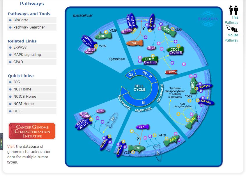 细胞信号通路的查询网站与制作软件 - 知乎