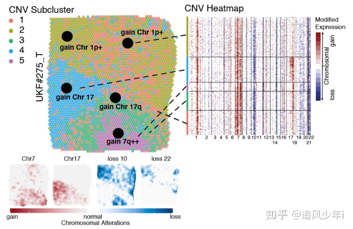 时空CNV分析导论 - 知乎
