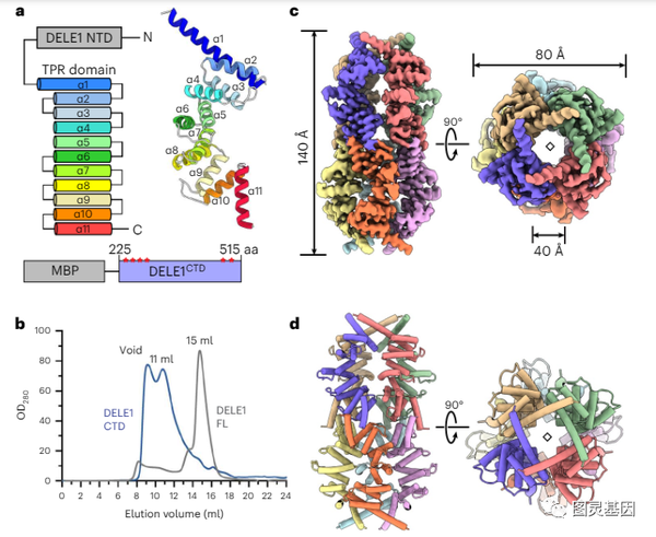 Nat Str Mol Bio | Scripps研究所揭示线粒体中衰老相关疾病的靶点 - 知乎