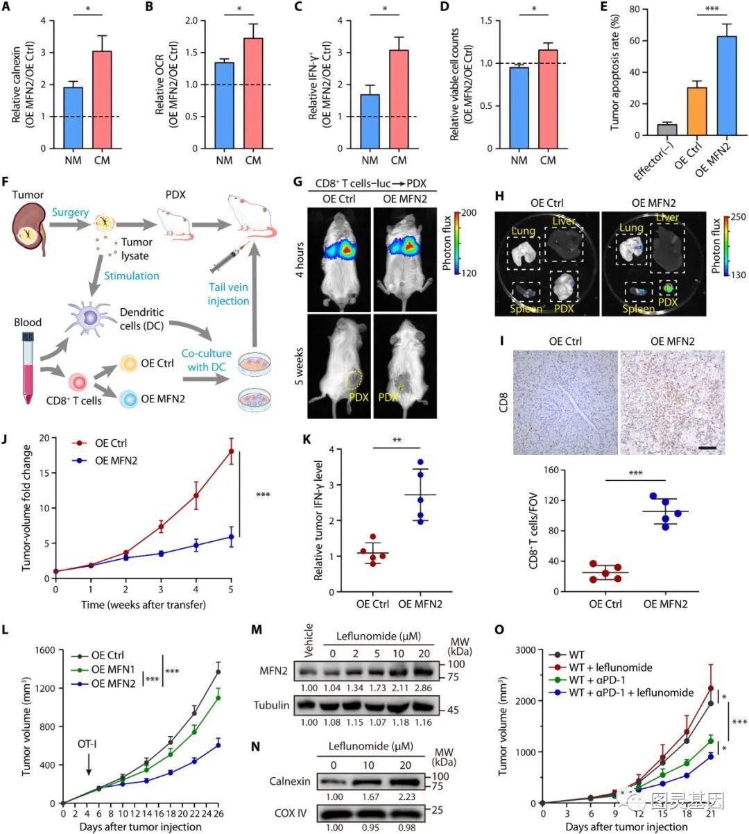 Sci Immu | 中山大学团队发现：线粒体-内质网接触支持肿瘤中的CD8+T细胞代谢适应性和功能 - 知乎