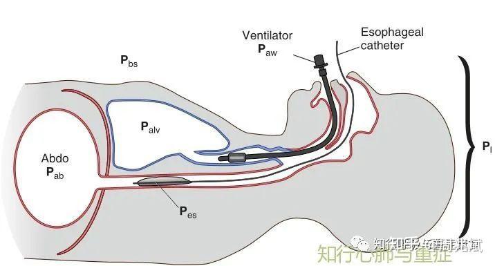 第142期 呼吸力学-从基础到临床 - 知乎