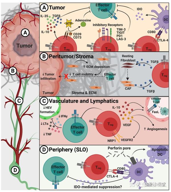 详解Treg细胞的前世今生以及未来的研究方向，小编教你如何在生信文章中以Treg细胞为主进行分析！ - 知乎