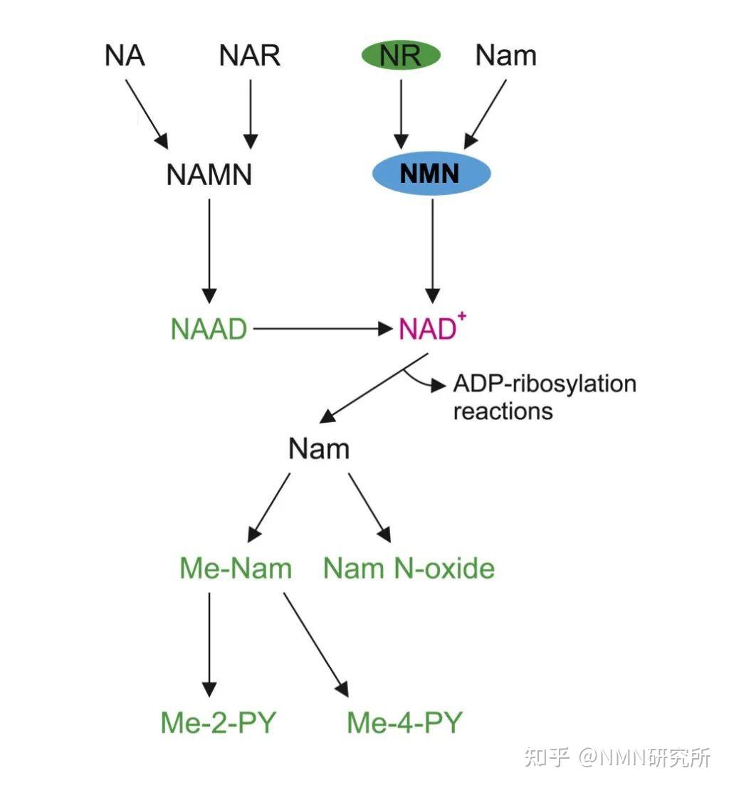 临床研究结果出炉：NAD+前体有效保护神经系统，改善帕金森病症状 - 知乎