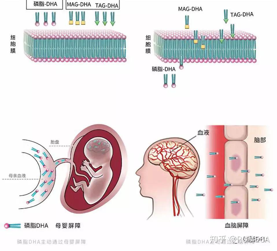 为什么我们都需要DHA？ - 知乎
