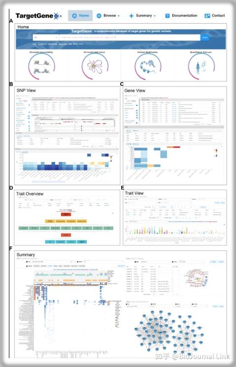 数据库介绍 | TargetGene：一个全面的数据库，为遗传变异提供细胞类型特异性靶基因 - 知乎