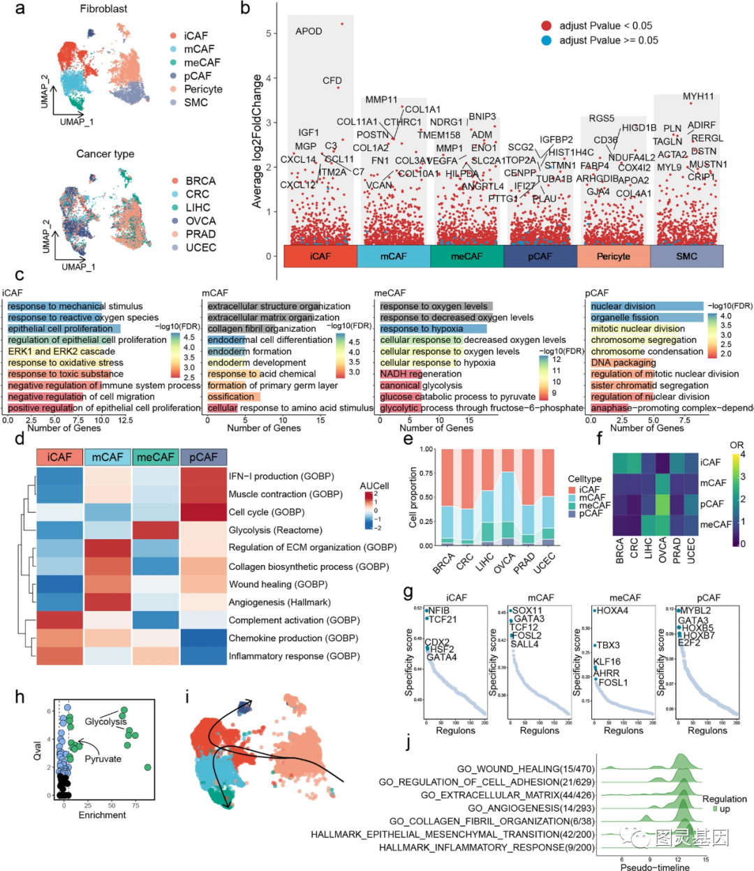 Mol Can｜山东大学冯强团队揭示癌症相关成纤维细胞和肿瘤微环境之间的串扰 - 知乎