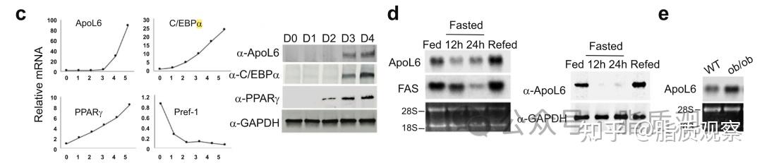 Nature Comunications｜脂滴相关蛋白ApoL6 通过与 Perilipin1互作抑制脂肪分解 - 知乎