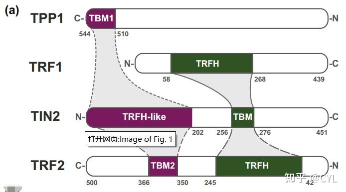 【文献翻译】当TPP1缺失时，人类端粒重复结合因子TRF1取代与Shelterin蛋白核心枢纽TIN2结合的TRF2 - 知乎