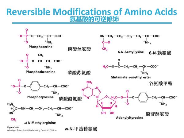 莱宁格生物化学原理 Lehninger Principles of Biochemistry 重点划线 导读双语课件 - 知乎
